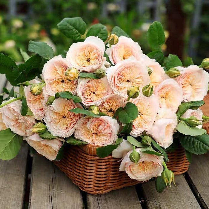 Han Xian Rose – Elegant Chinese Climbing Rose - Kate Roses