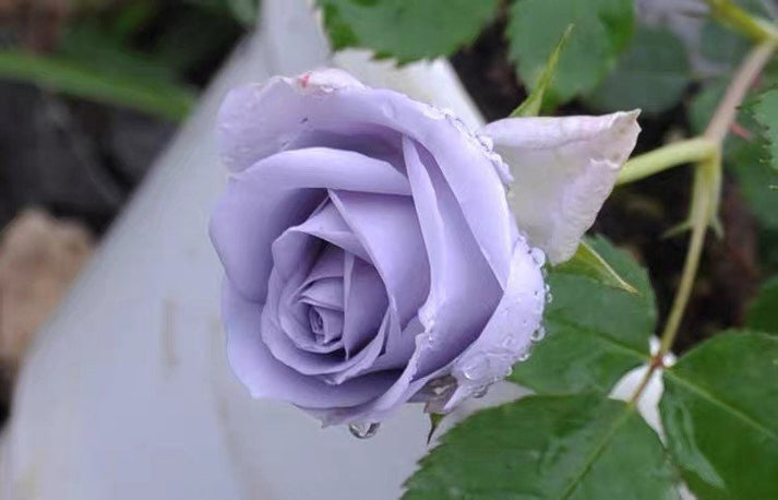 Turn Blue Rose | Kate Roses