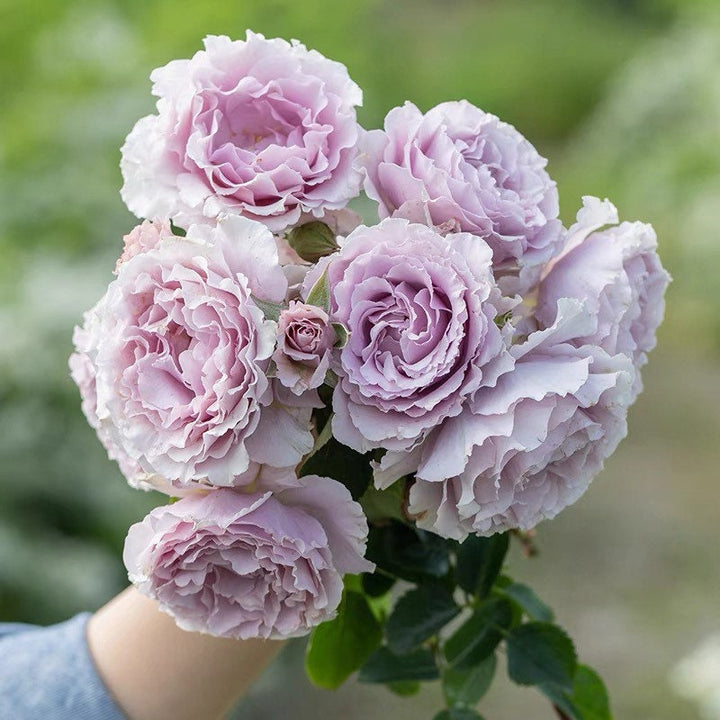 Japanese Roses – Kate Roses