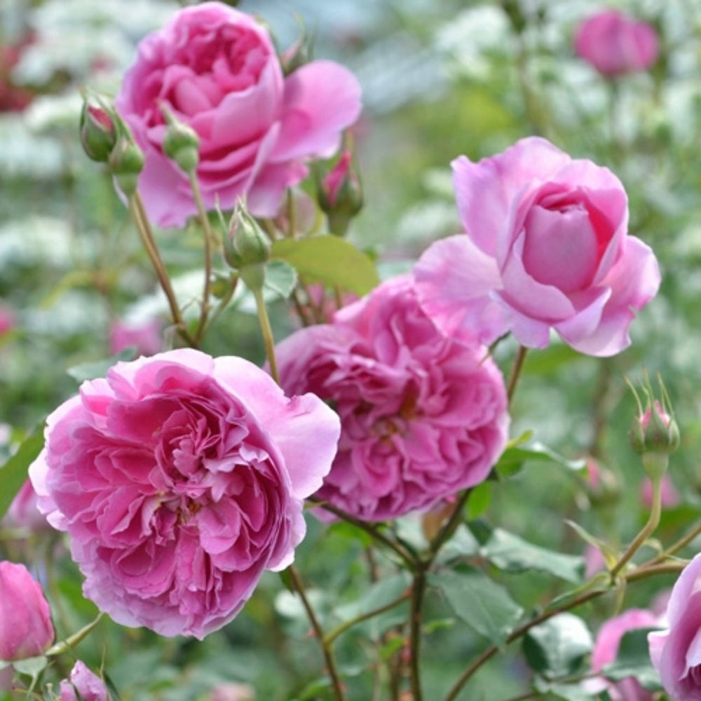 Raphael – Pink Hybrid Tea Rose | Kate Roses