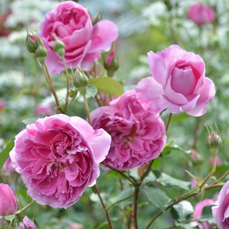 Raphael – Pink Hybrid Tea Rose | Kate Roses
