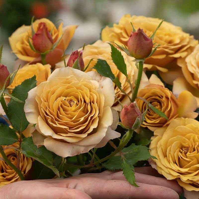 Pine Dream Rose – Vintage Yellow Hybrid Tea Rose | Kate Roses