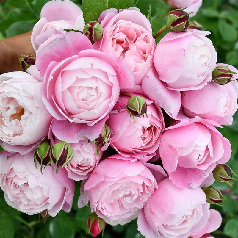 Plume – Light Pink Shrub Rose with Gentle Fragrance | Kate Roses