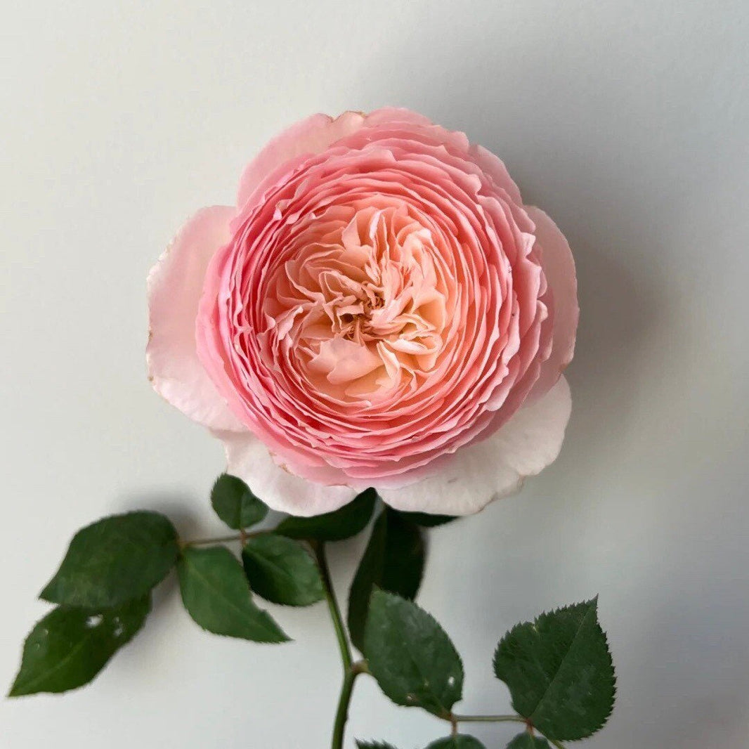 Japanese Roses – Kate Roses