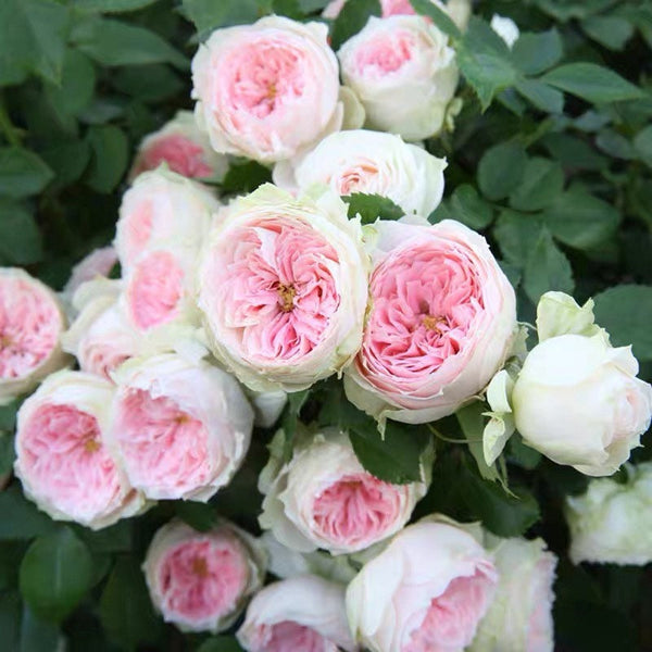 Pompon Veranda Rose – Cream and Pink Spray Bloom Rose | Kate Roses