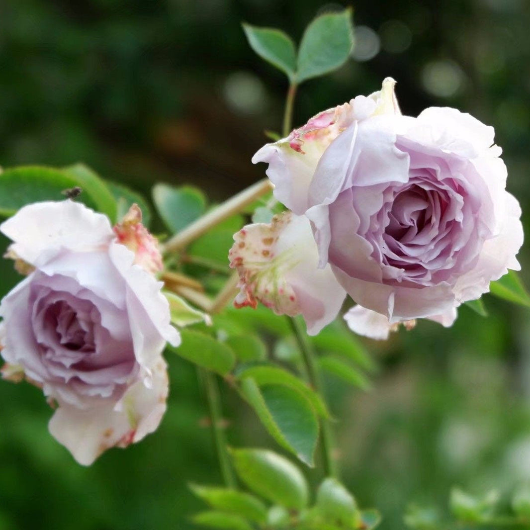 All Roses | Kate Roses