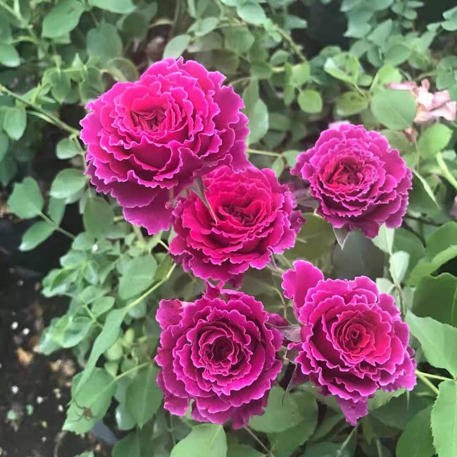 All Roses | Kate Roses