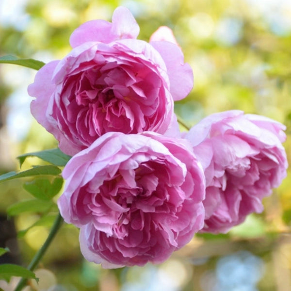 Raphael – Pink Hybrid Tea Rose | Kate Roses