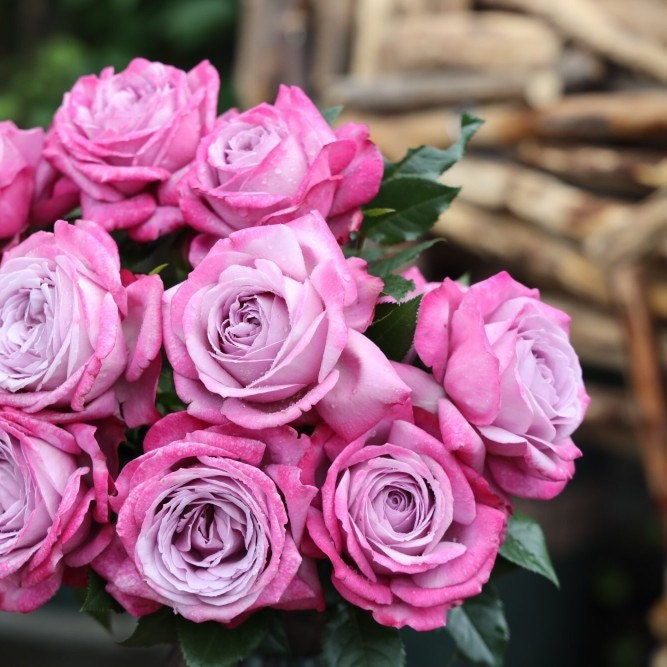 Perfu Purple – Fragrant Lavender-Pink Hybrid Tea Rose | Kate Roses