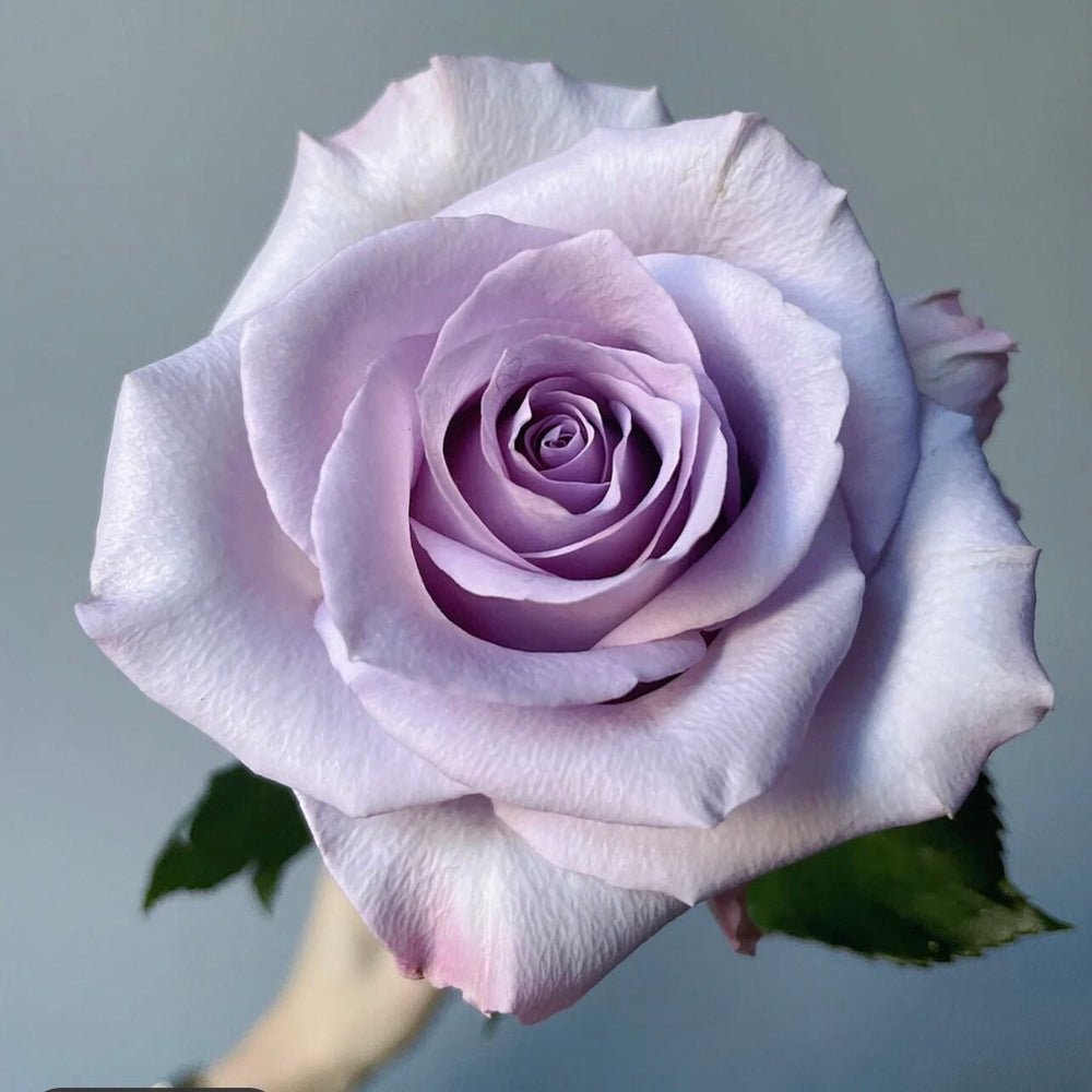 Ocean Song Rose – Lavender Cut Rose – Long Vase Life - Popular for Events