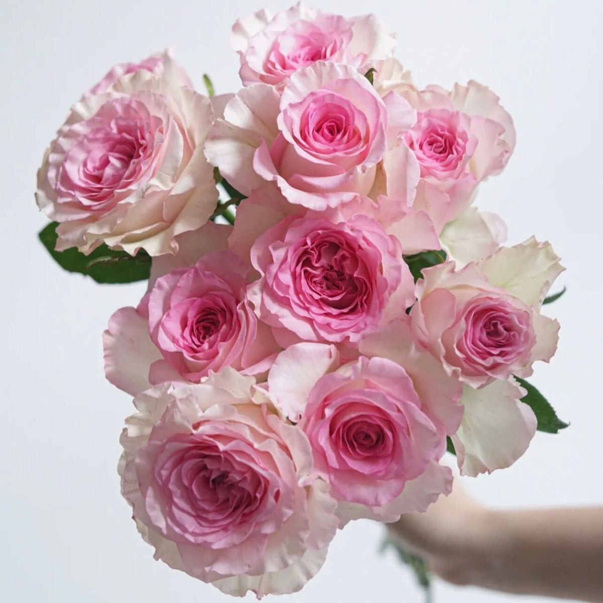 Luo Shen Cut Rose – Ruffled Pink Blooms for Elegant Arrangements | Kate ...