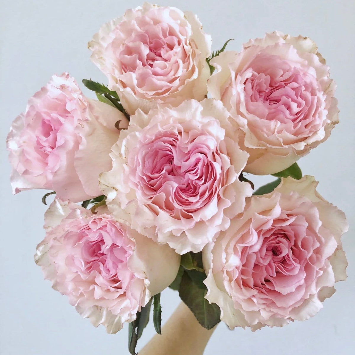 Luo Shen Cut Rose – Ruffled Pink Blooms for Elegant Arrangements | Kate ...
