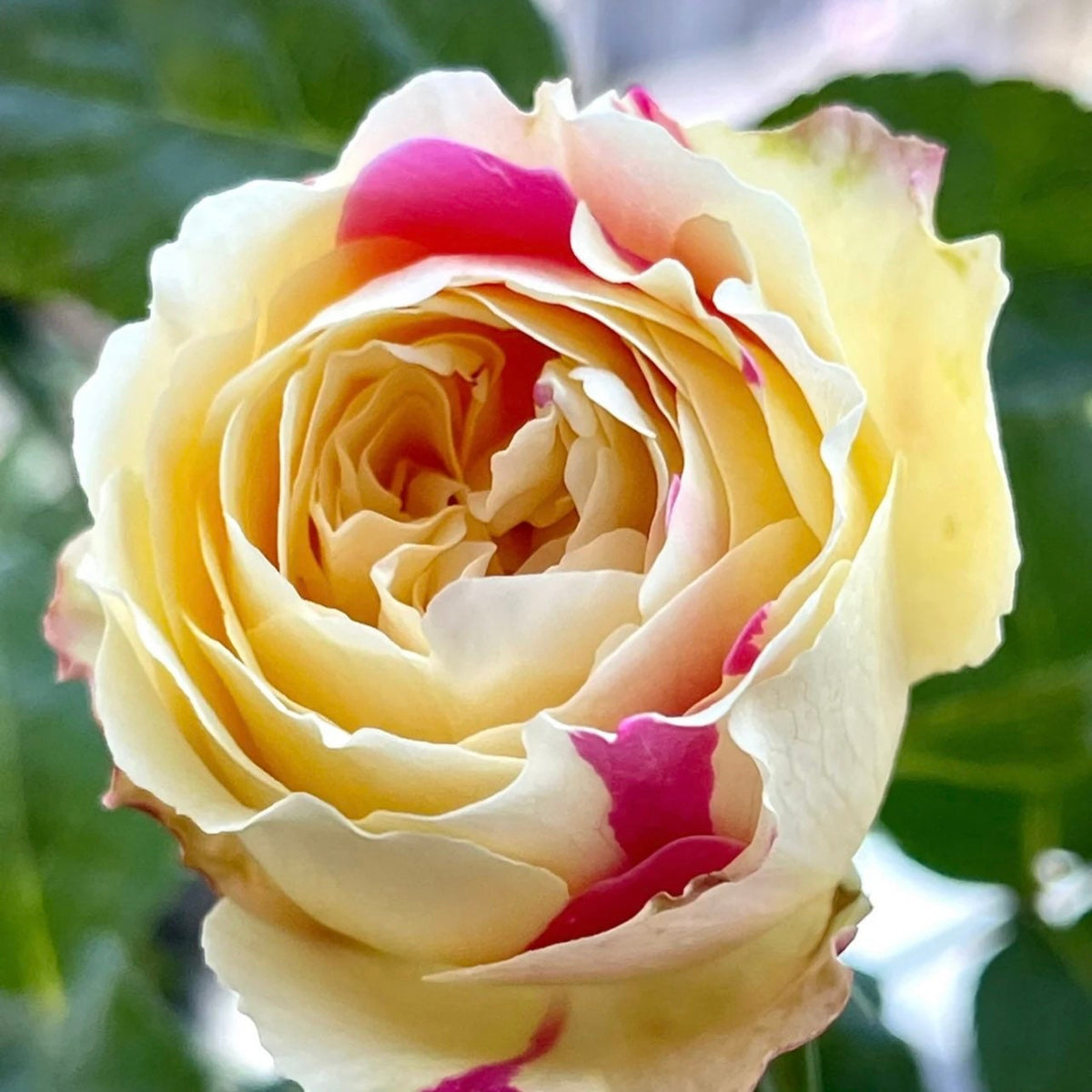Fugetsu Rose – Japanese Rose - Strong Scent Unique Colors - Kate Roses