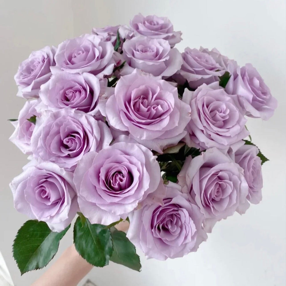 Ocean Song Rose | Kate Roses