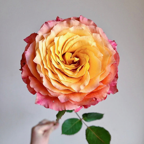 Free Spirit Rose – Fragrant Orange-Peach Cut Flower Rose | Kate Roses
