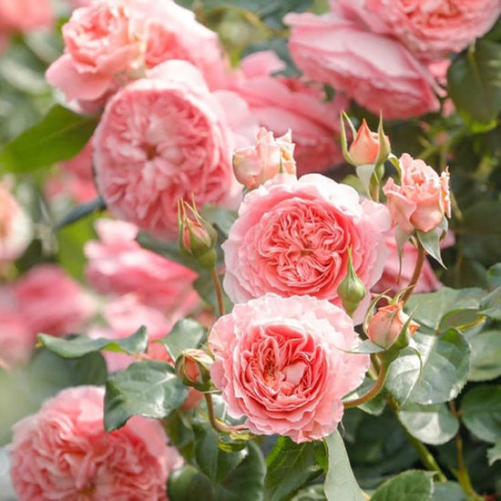 Xia Ri Hua Huo Rose | Kate Roses