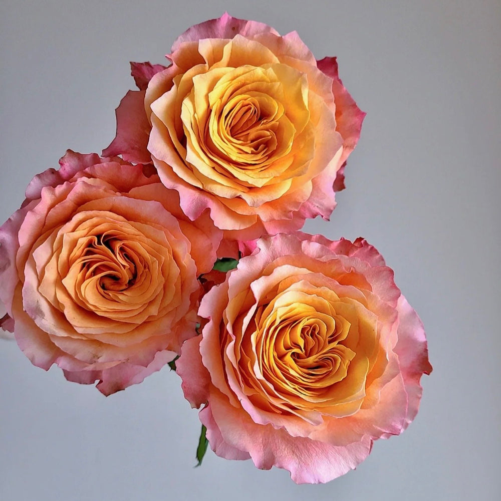 Free Spirit Rose – Fragrant Orange-Peach Cut Flower Rose | Kate Roses