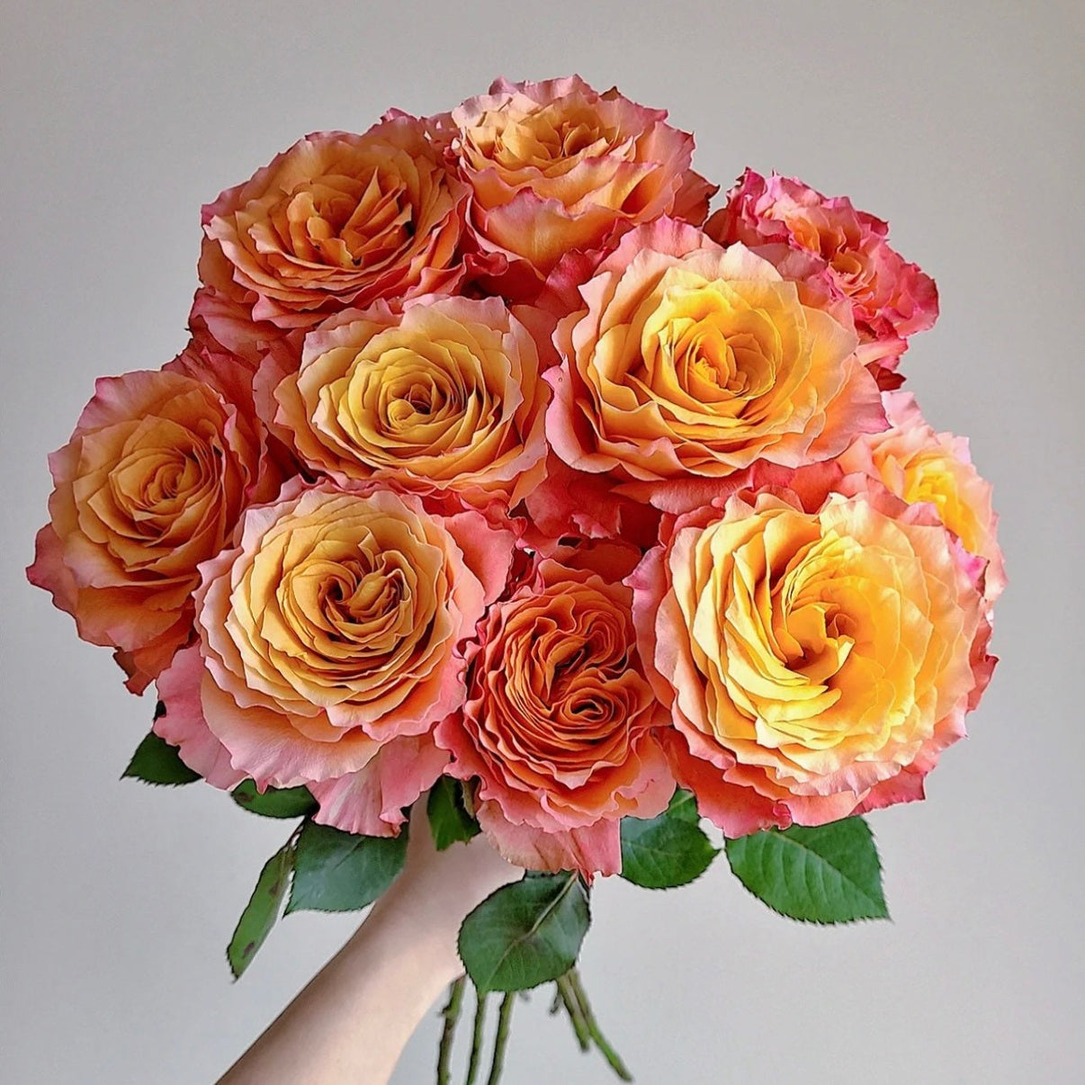 Free Spirit Rose | Kate Roses
