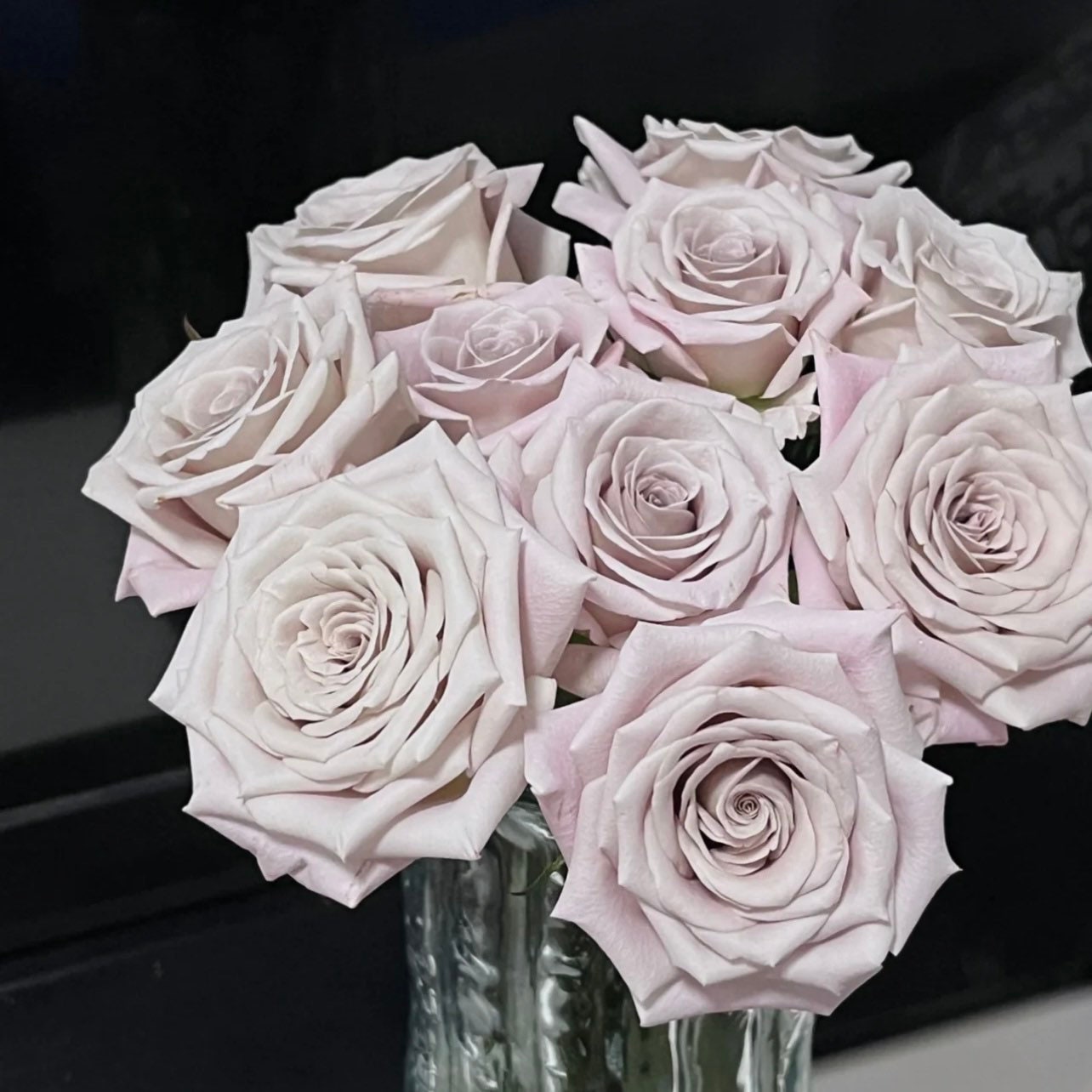 Menta Rose – Light Grey Hybrid Tea Rose | Kate Roses