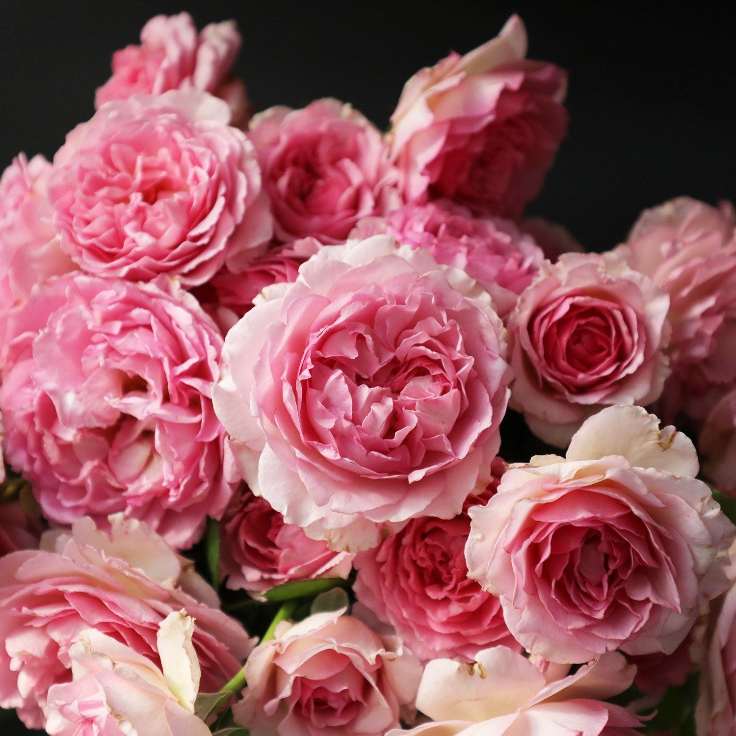 Luo Yi Climbing Rose – Strong Fragrance & Elegant Pink Blooms | Kate Roses