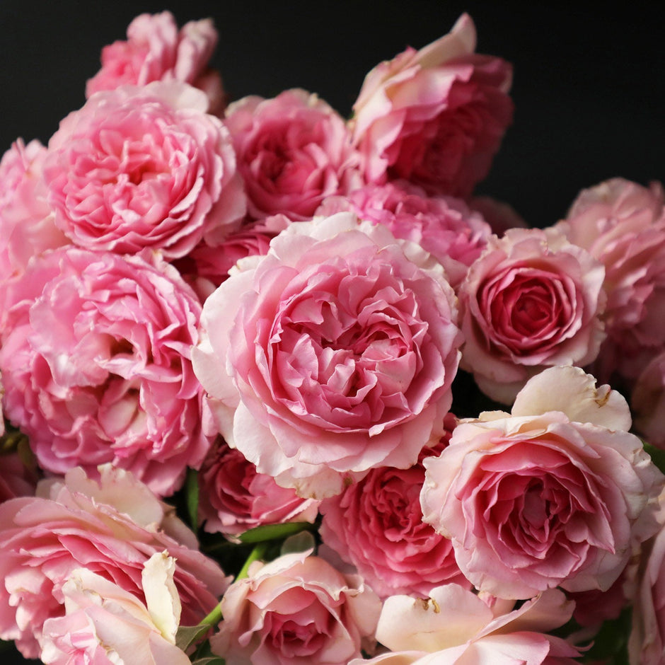 Chinese Rose | Kate Roses