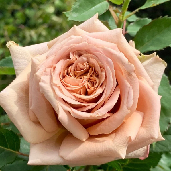 Brown Toffee Rose - Rusty-Brown Color - Cut Flower