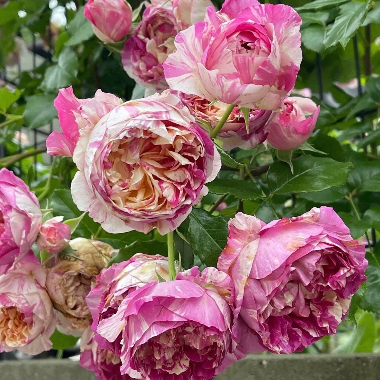 Edouard Manet Rose | Kate Roses