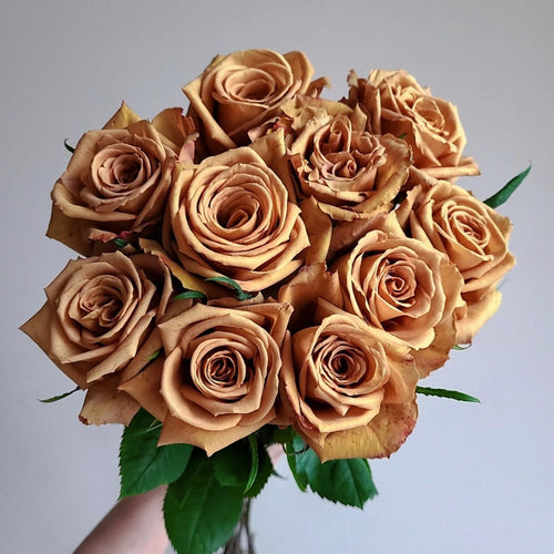 Brown Toffee Rose - Rusty-Brown Color - Cut Flower