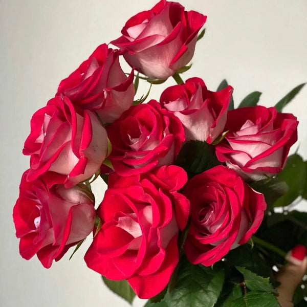 Bluez Rose - Bi-color Cut Rose - Full Bloom