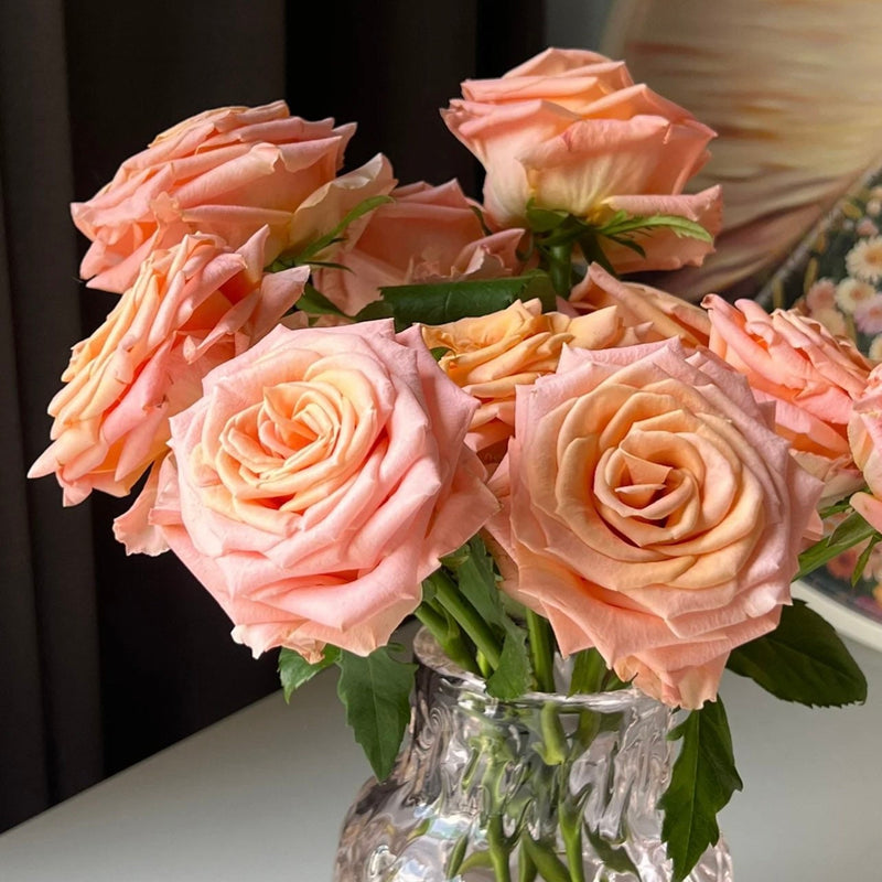 Shimmer – Coral Hybrid Tea Rose with Light Fragrance | Kate Roses