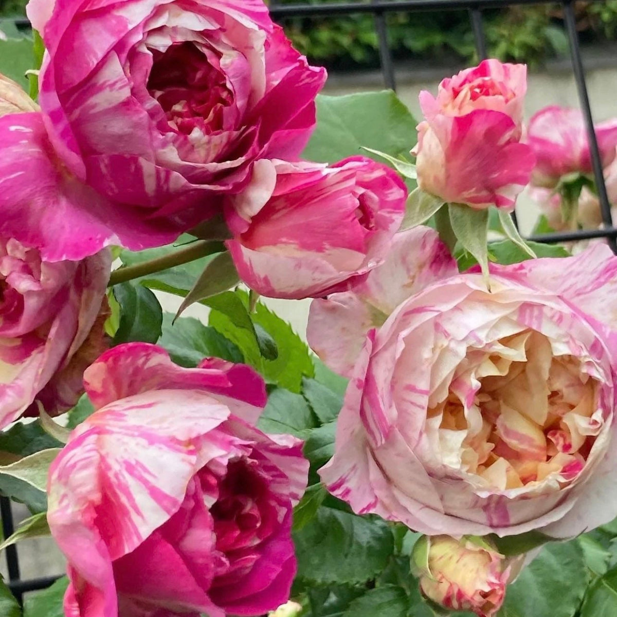 Edouard Manet Rose – Fragrant Thornless Climbing Rose | Kate Roses