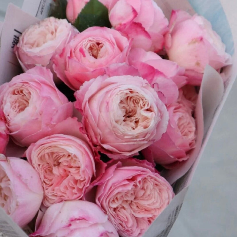 Tamaki Misora Rose | Kate Roses